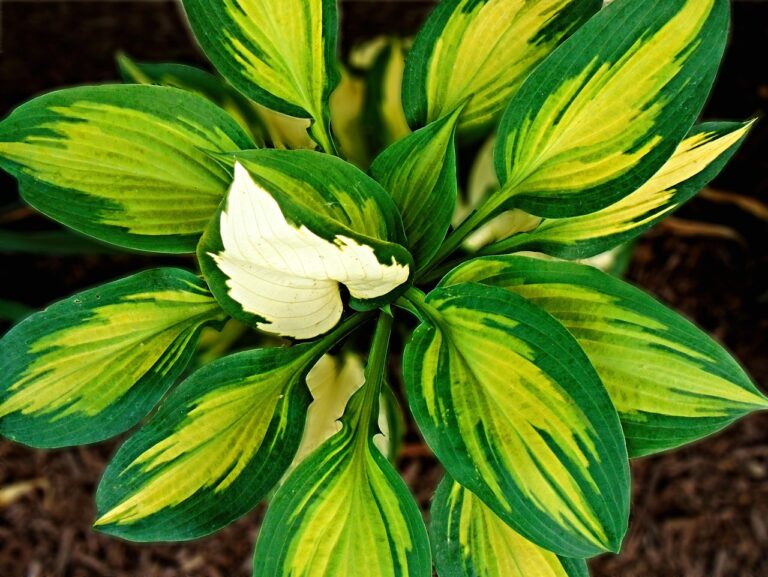 Hosta | A Traditional Japanese Plant in Tranquil Gardens